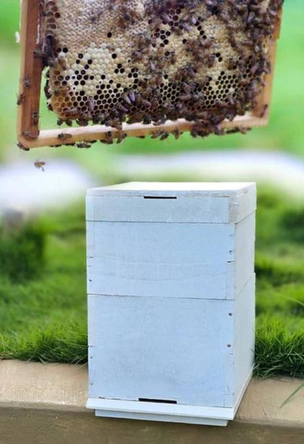 Buy Honey Bee Colony with Wooden Beehive | Kera Herb